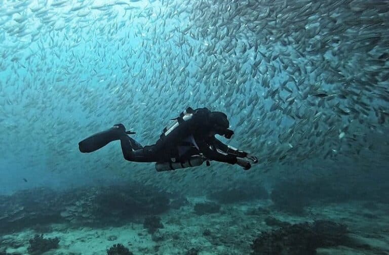 Diving in Koh Tao: A Comprehensive Guide For Divers In Thailand ...