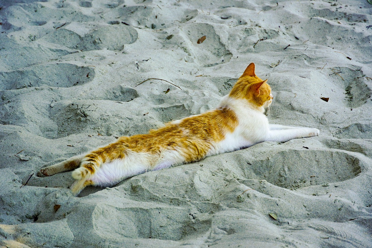 Discovering Koh Khai - The Enchanting Islands 2024 Guide